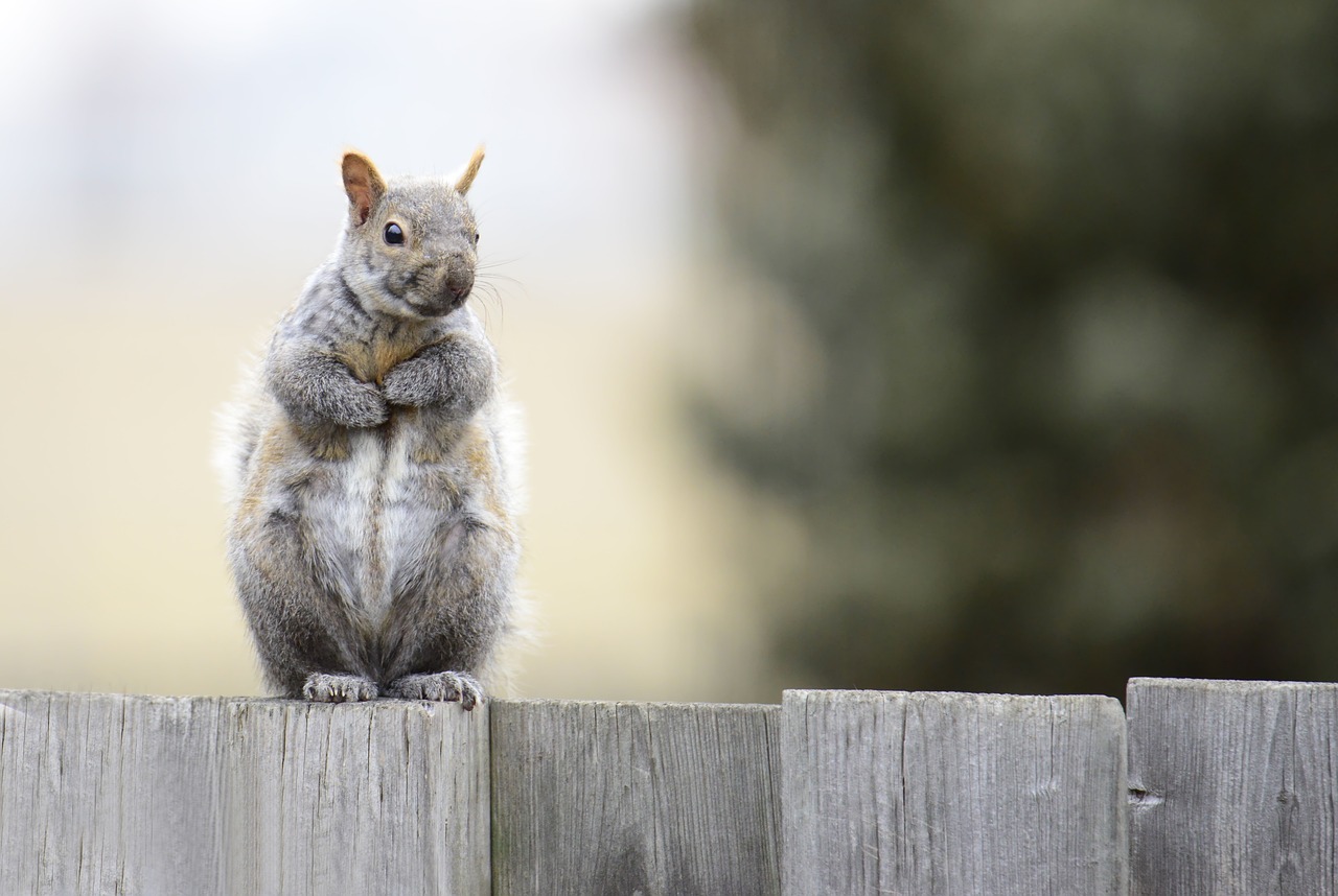 Essential accessories for timber fencing: Fixings, boards, and caps ...